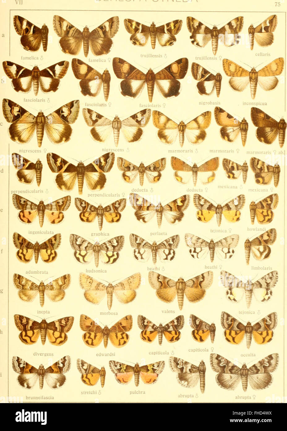 A systematic 1900 work on large butterflies, detailing species identification, classification ...