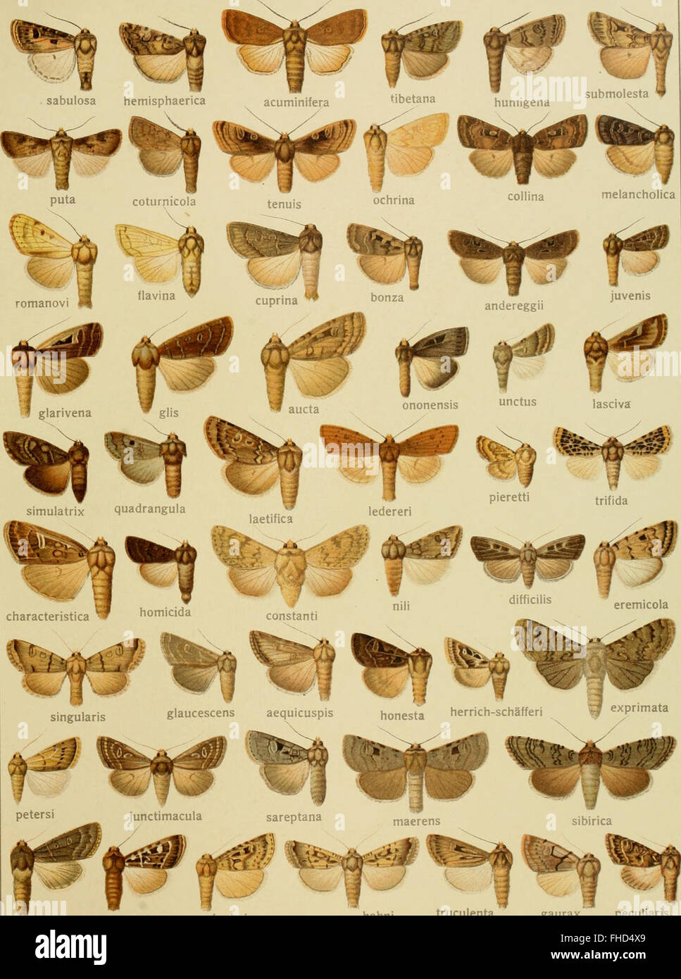 A German work on the systematic classification of large butterflies ...
