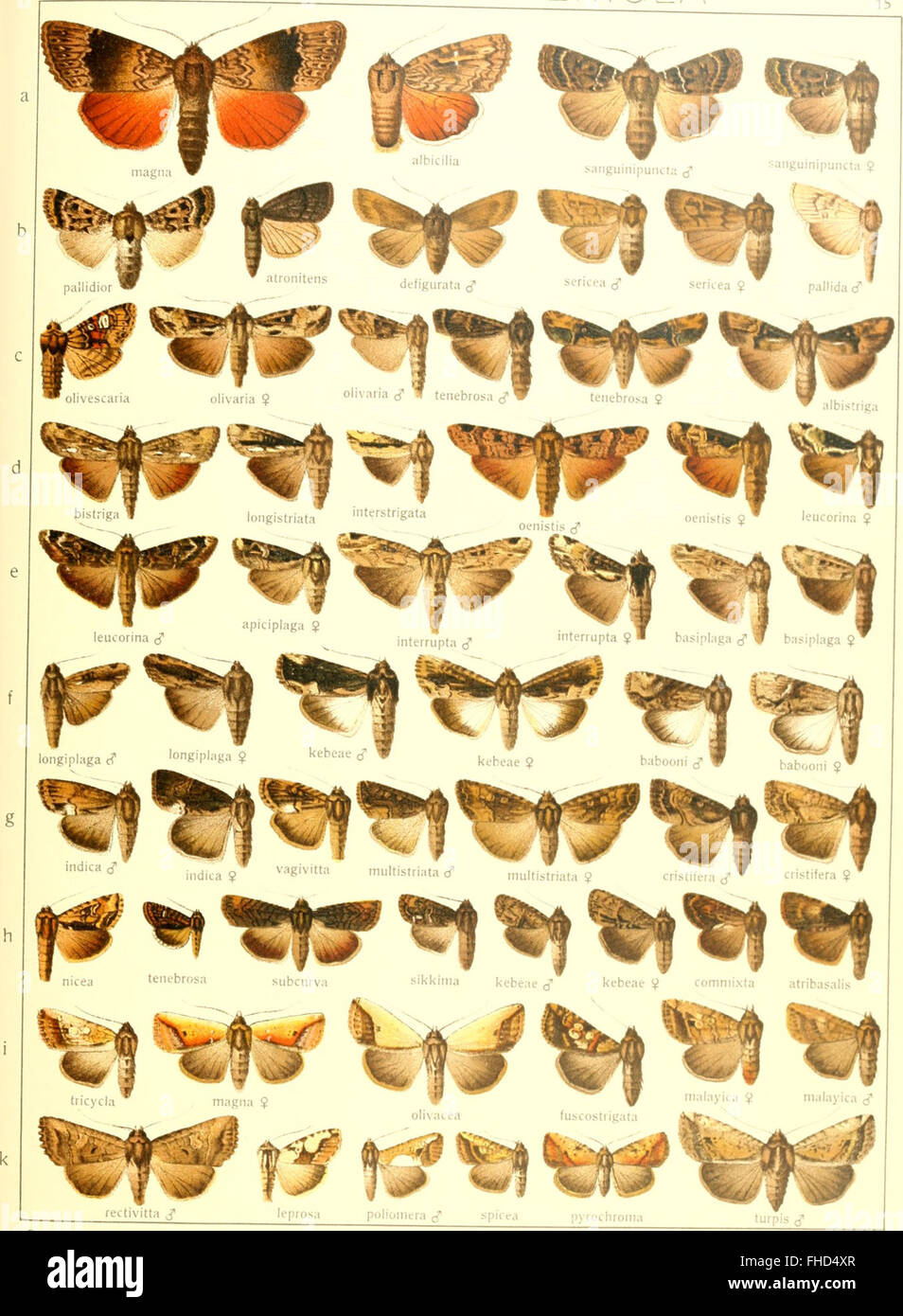 Systematic study of entomology hi-res stock photography and images - Alamy