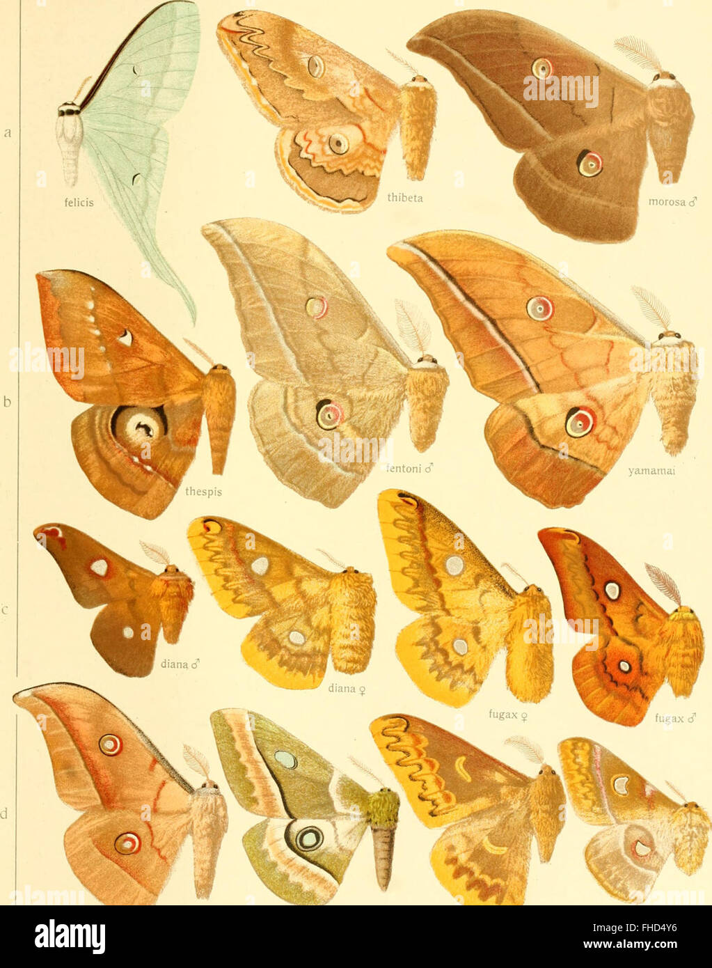 A 1900 work detailing the systematic classification and study of large ...