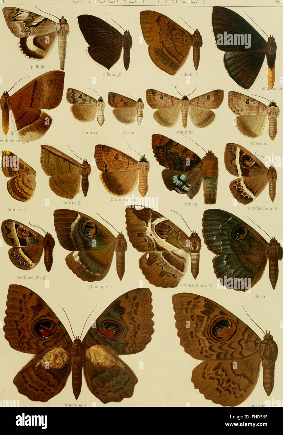 A 1900 work on the systematic classification of the world's large ...