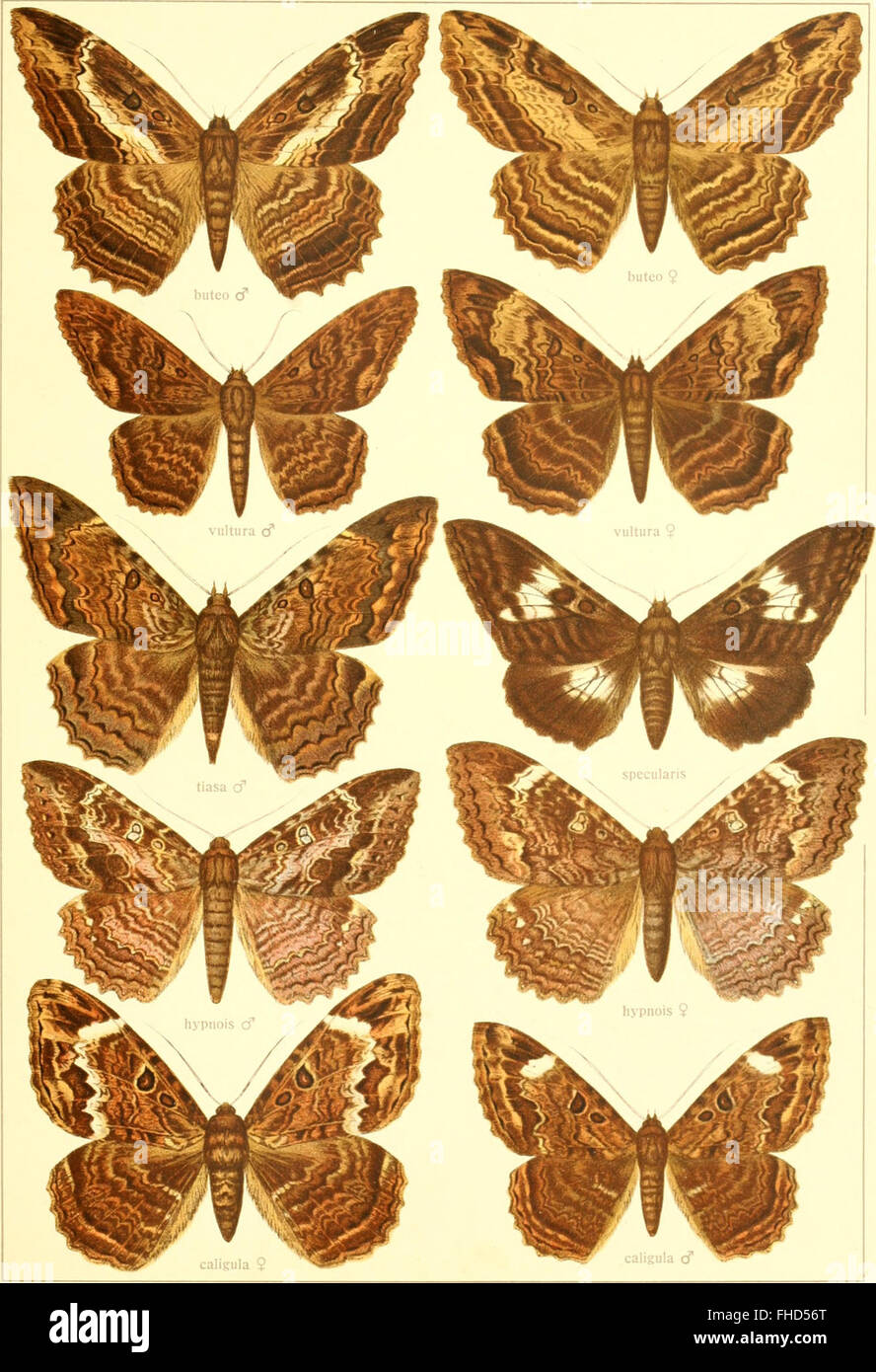 Die Gross-Schmetterlinge der Erde, published in 1900, is a systematic ...