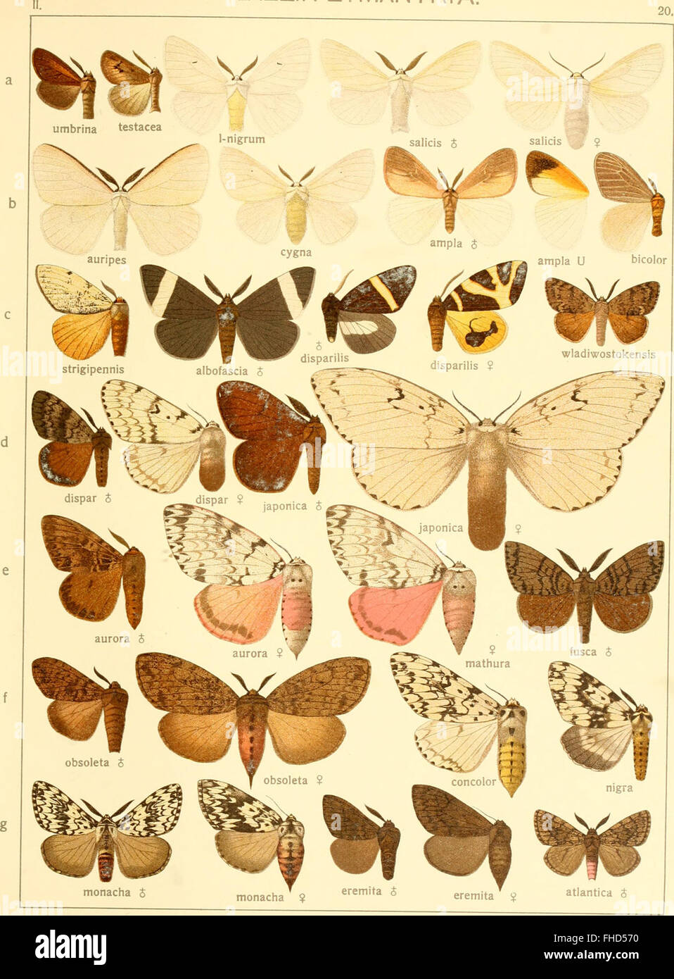 This 1900 study provides a systematic classification of large butterfly ...