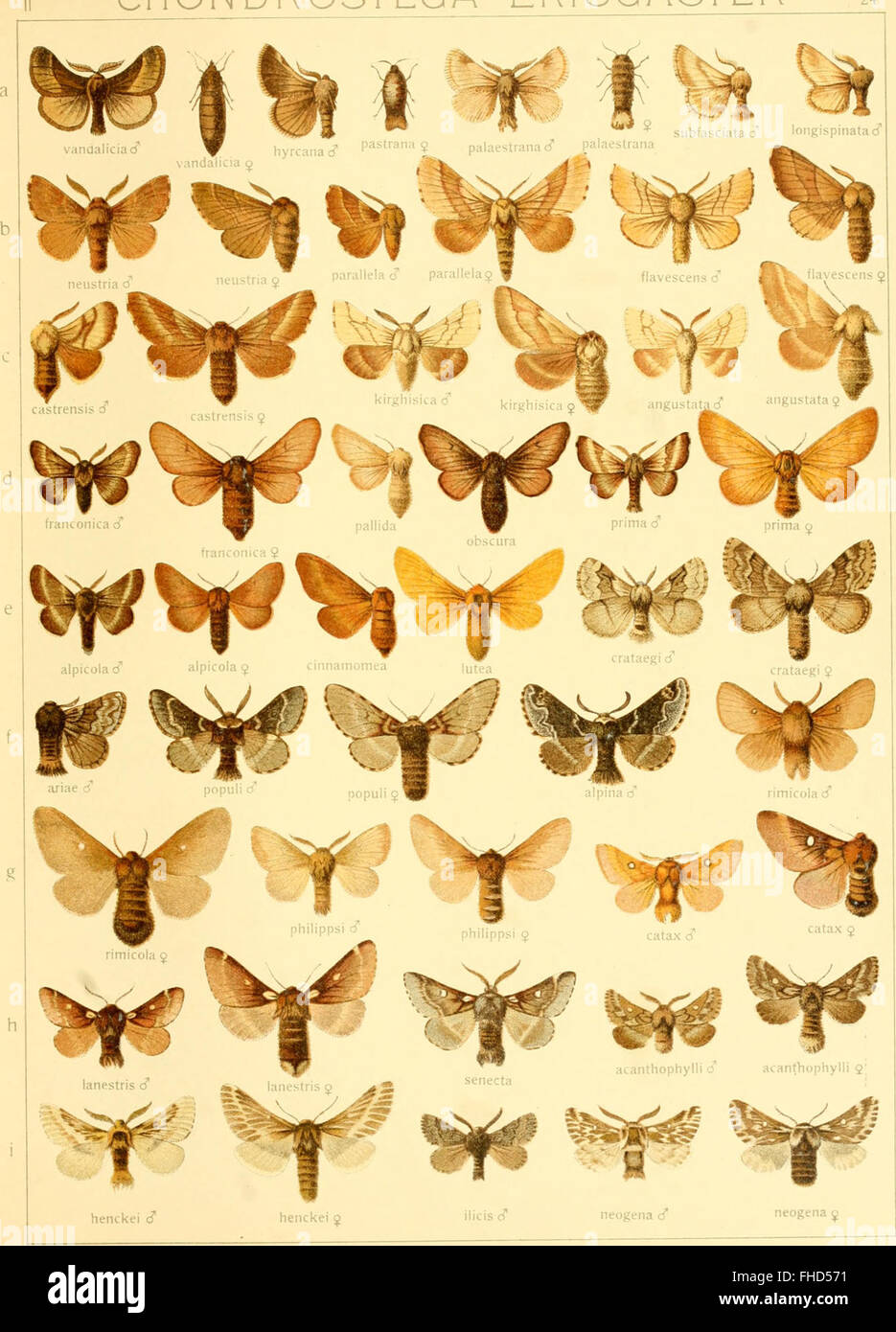 A systematic work on the large butterflies of the world, providing a ...
