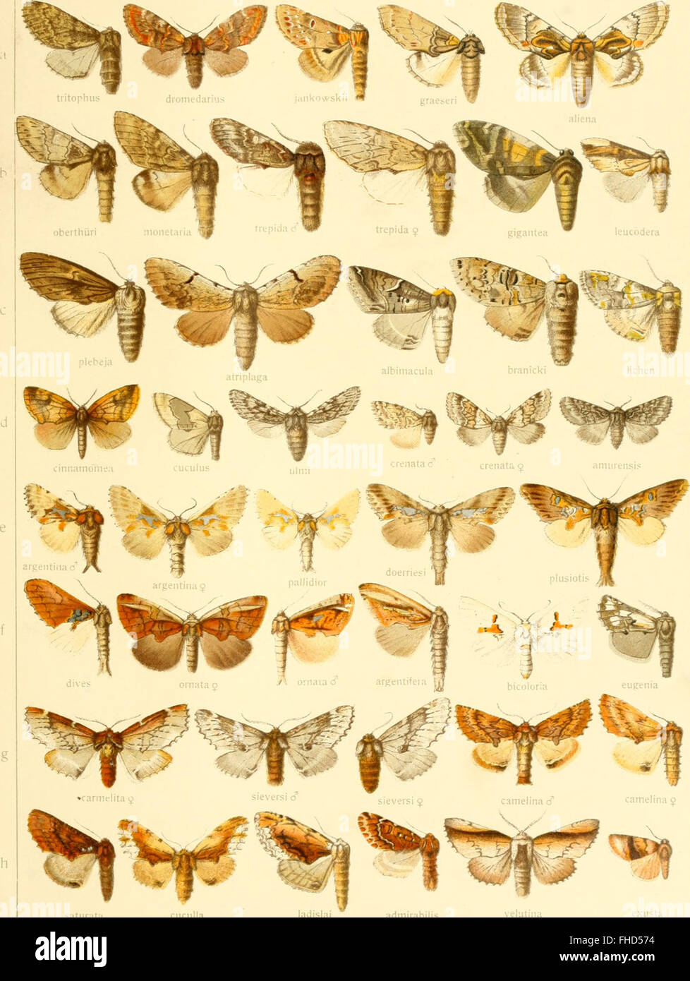 A systematic study from 1900 of the large butterflies (Gross ...