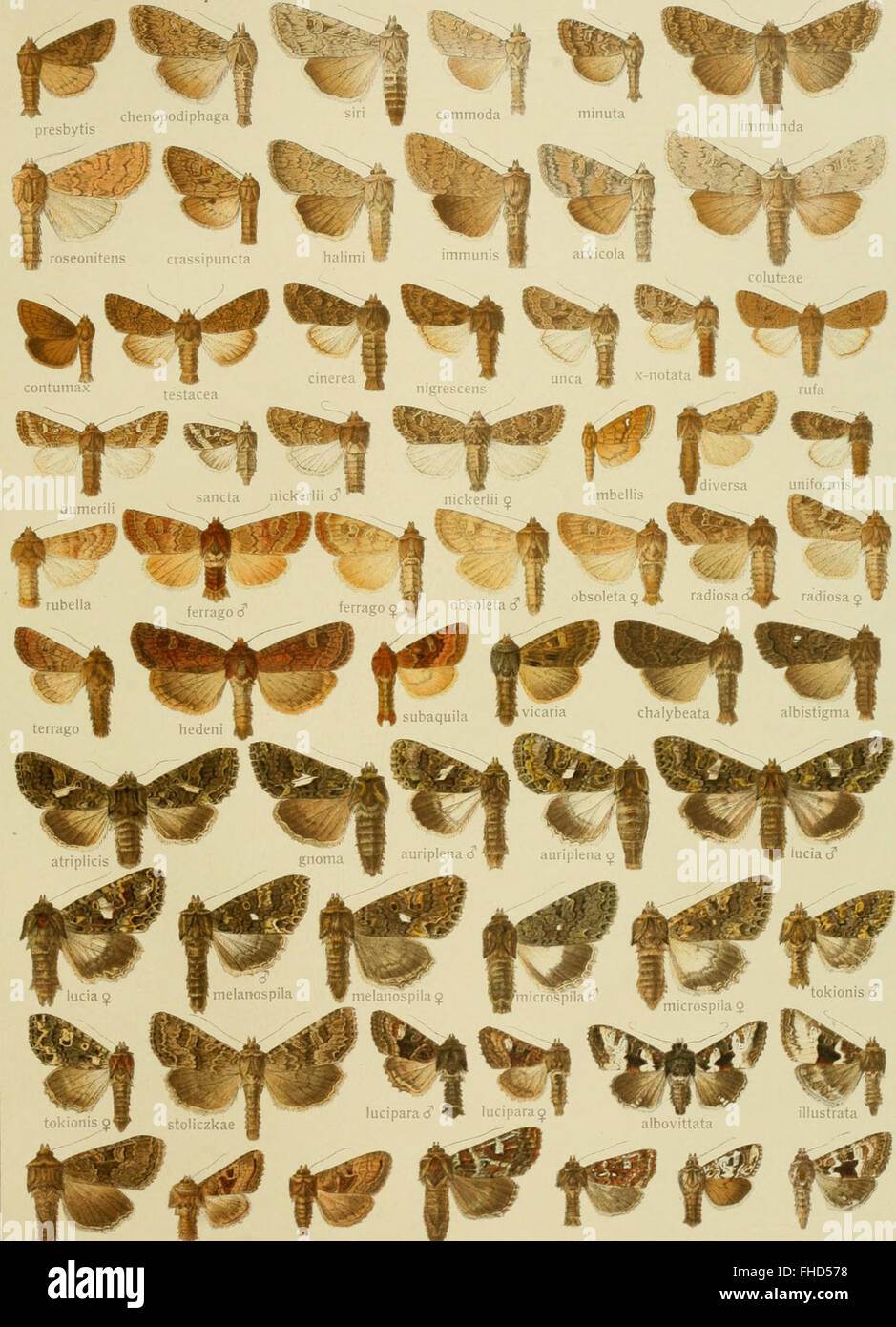 A systematic work from 1900 detailing the known large butterflies of ...