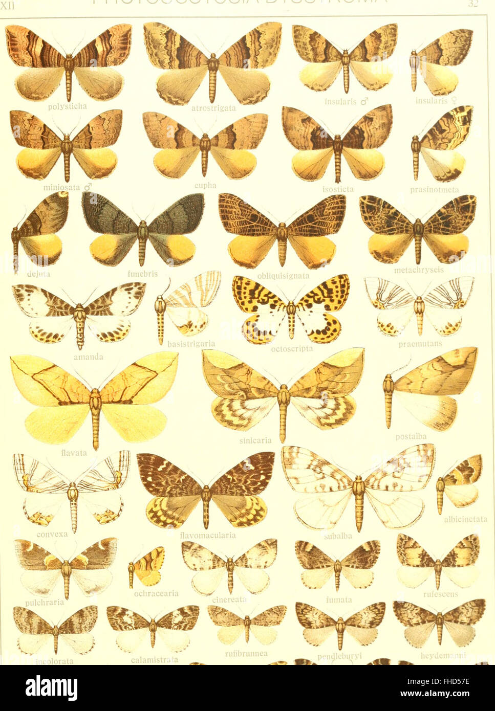 A 1900 work on the systematic classification and study of large ...