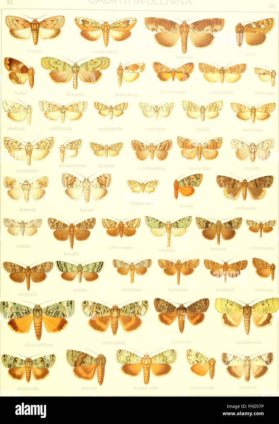 This 1900 German work offers a systematic study of the world's large ...