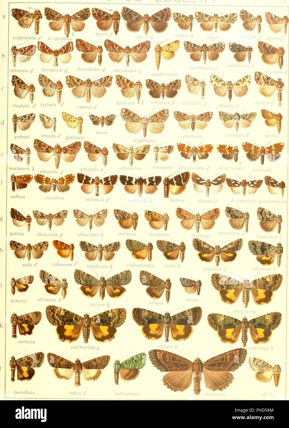 A 1900 work on the large butterflies of the world, providing a ...