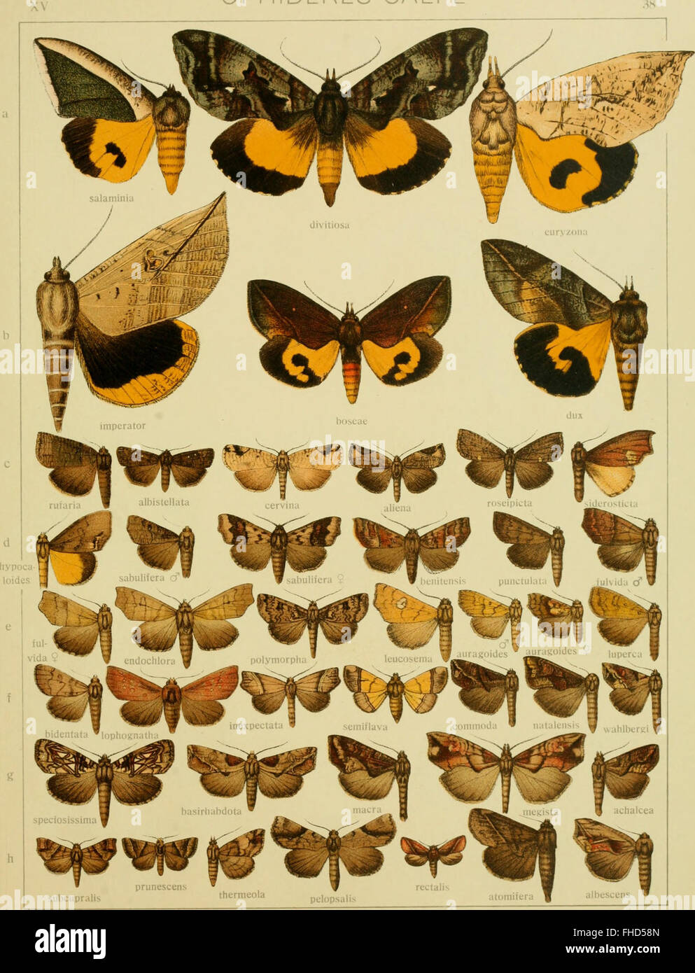 A 1900 systematic study of the known large butterflies of the world, focusing on species ...