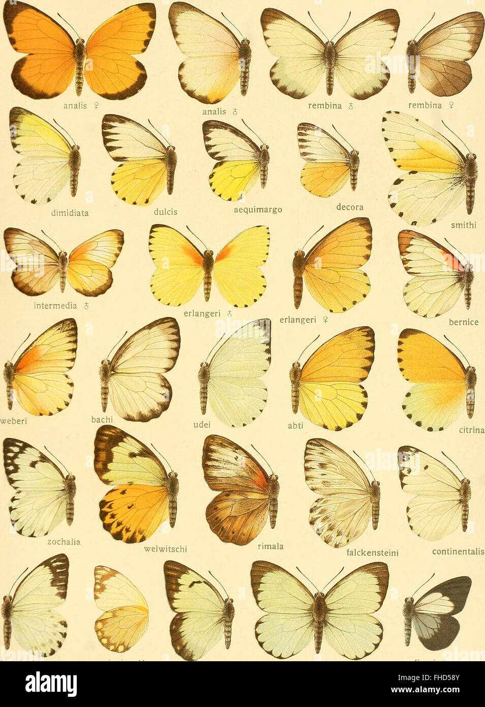 A 1907 systematic work on the large butterflies of the world, providing ...