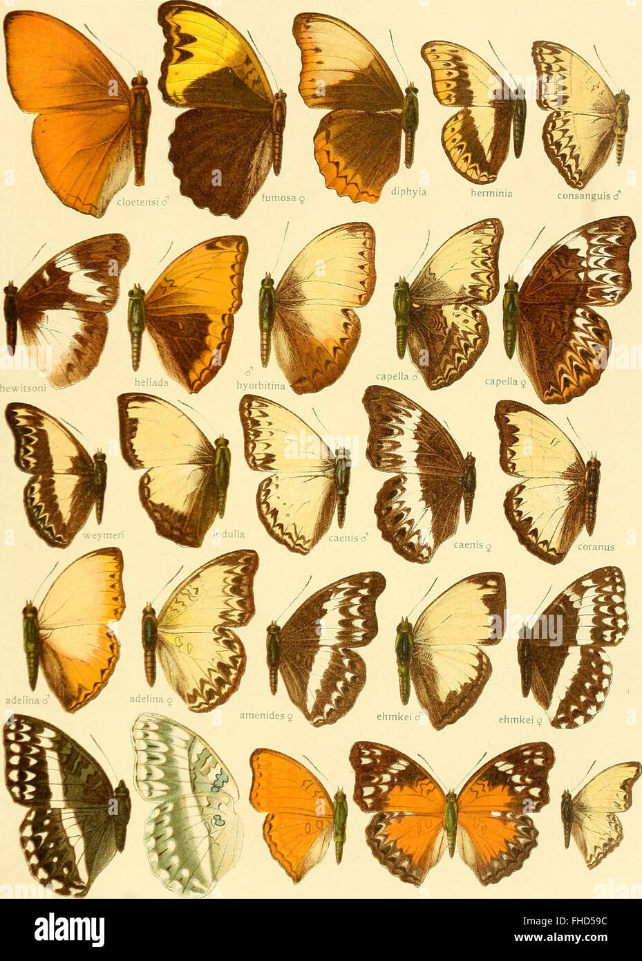 A 1907 systematic study of the known large butterflies of the world ...