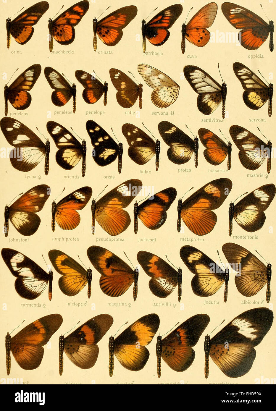 A 1907 work systematically detailing the known large butterflies of the ...