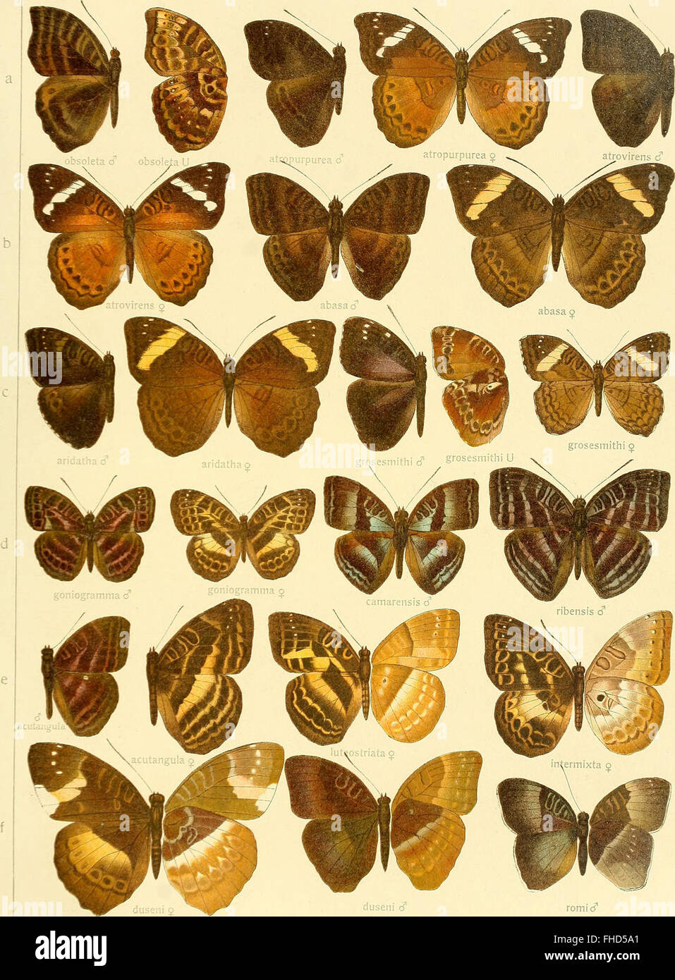 'Die Grossschmetterlinge der Erde' (The Large Butterflies of the World ...