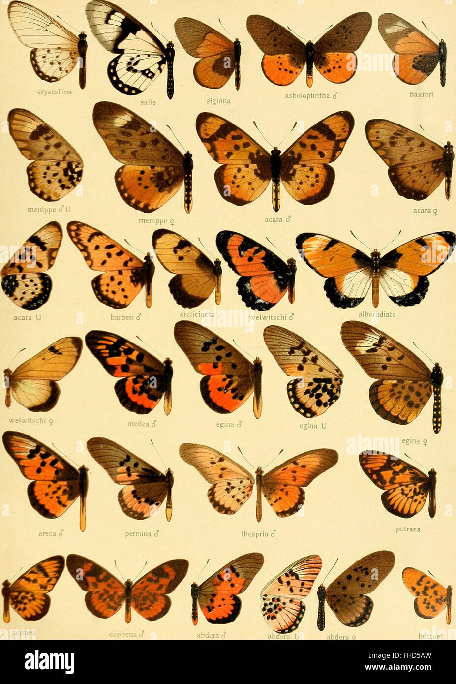 A detailed systematic study of the world's large butterflies, updated ...
