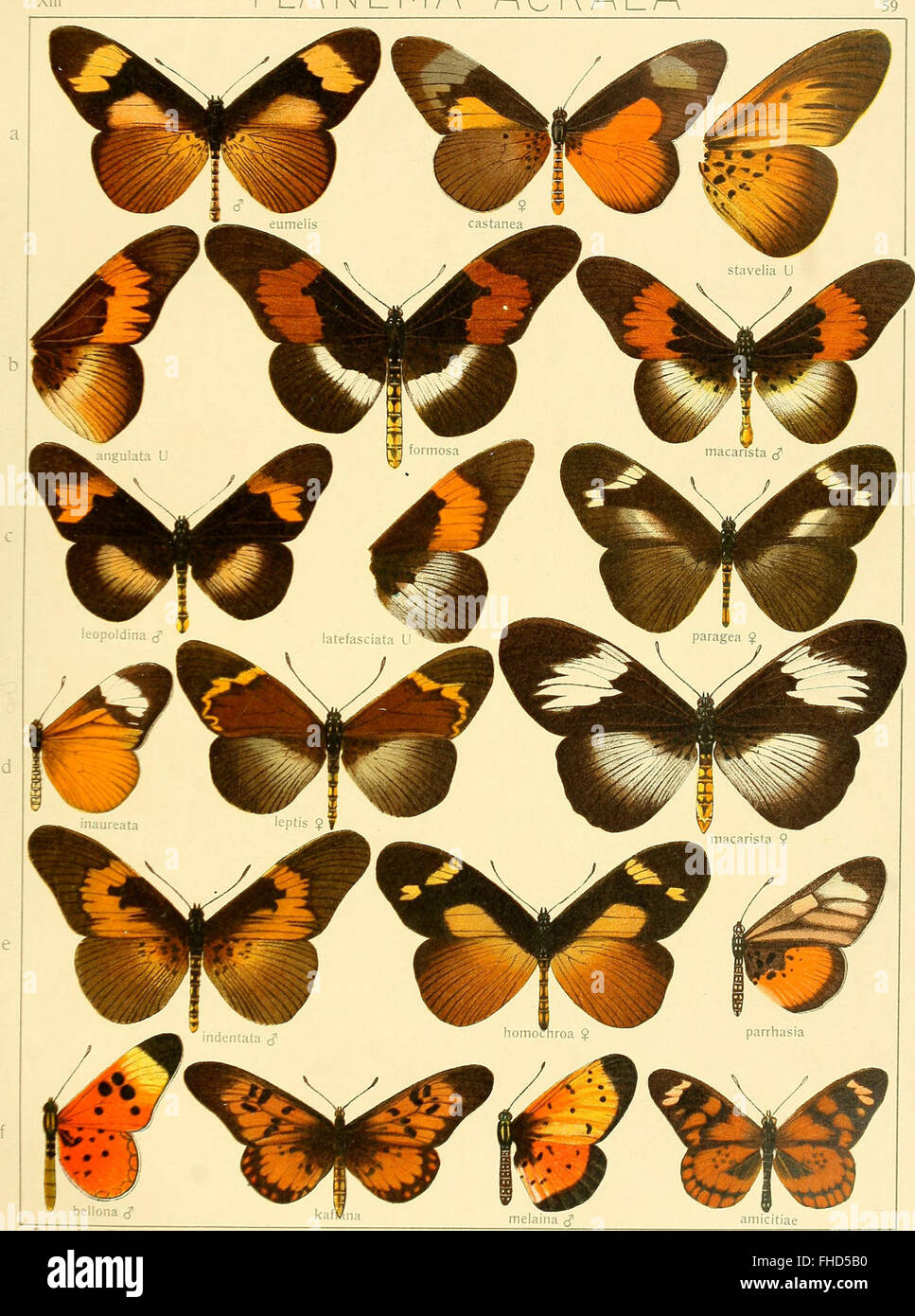 The Large Butterflies of the World: A Systematic Treatment of the Known ...