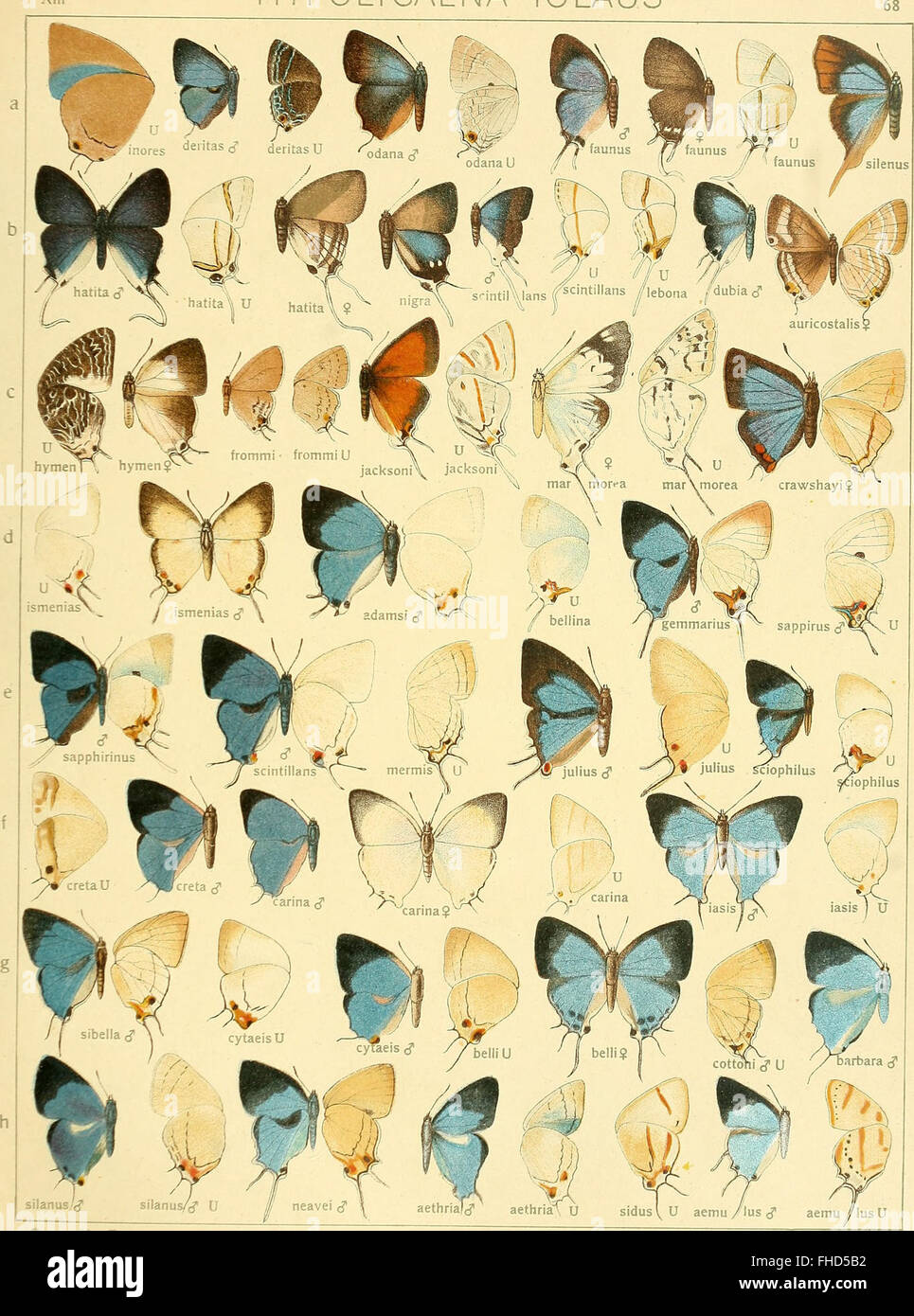 A 1907 systematic work on the large butterflies of the world, detailing ...