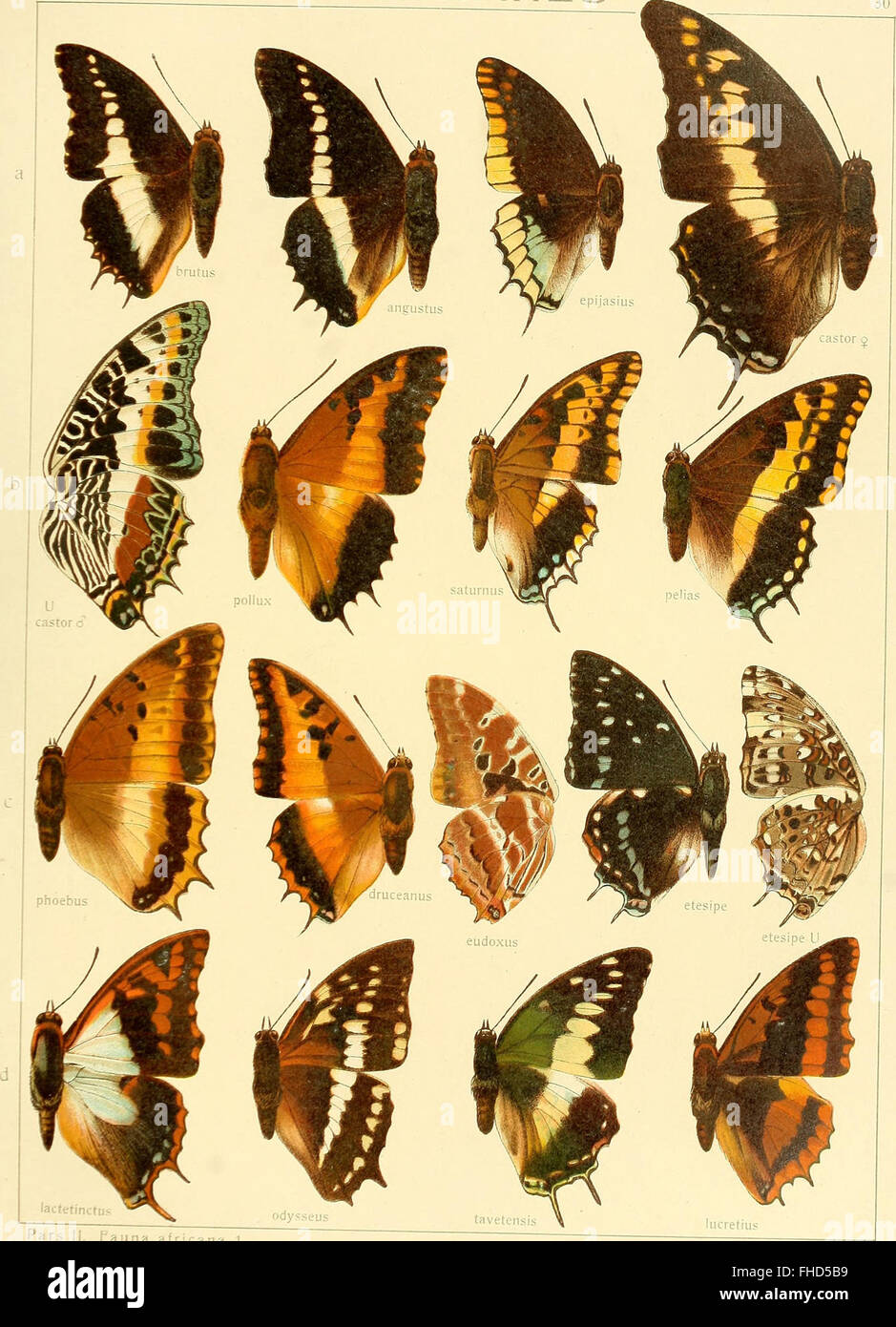 A systematic treatment of the known large butterflies of the world ...