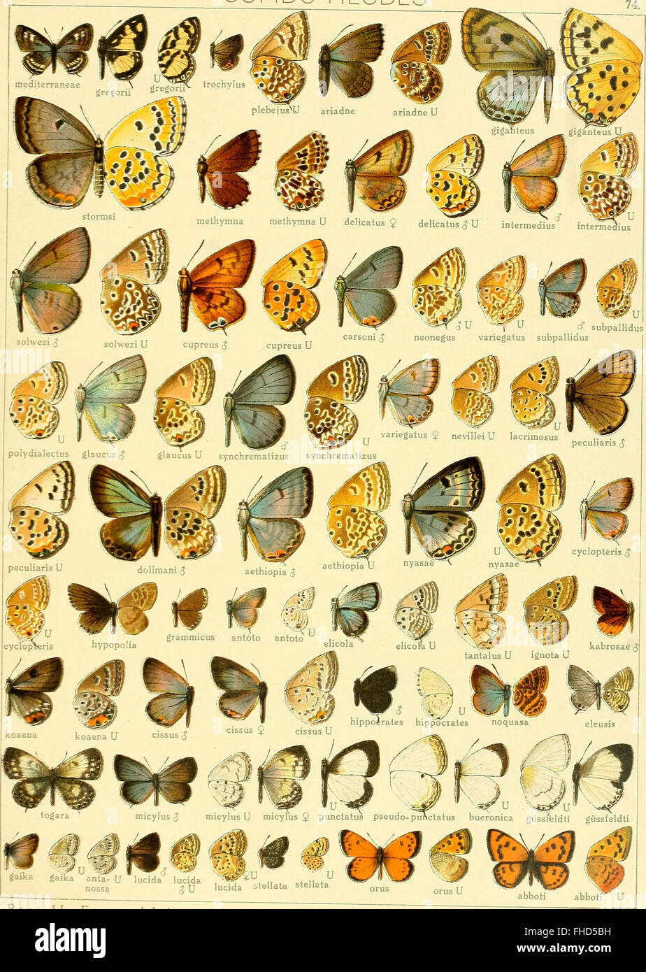 Diversity in butterfly morphology hi-res stock photography and images ...