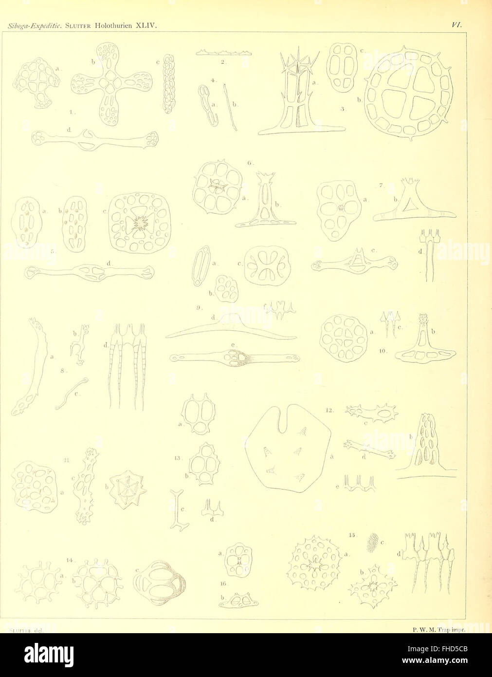 A 1901 scientific work on holothurians (sea cucumbers) collected during the Siboga Expedition ...