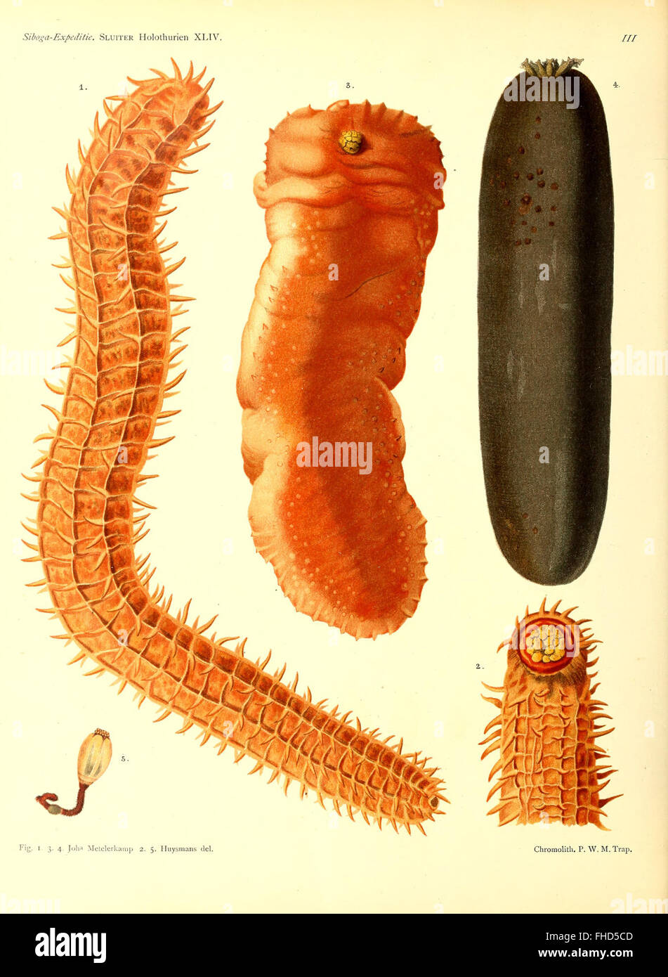 A 1901 scientific monograph on the holothurians (sea cucumbers) collected during the Siboga ...