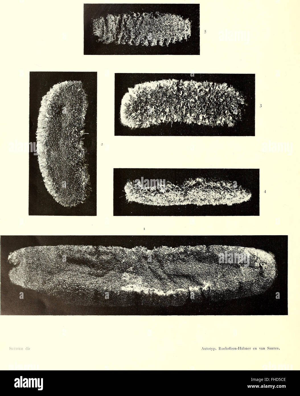 A 1901 study of the holothurians (sea cucumbers) collected during the ...