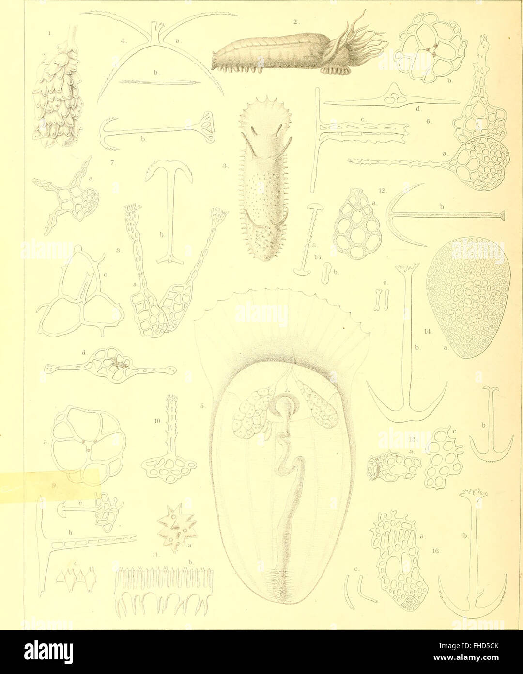 A 1901 work detailing the findings on holothurians (sea cucumbers) from ...