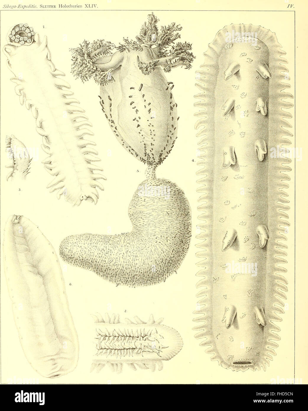A scientific study on the holothurians (sea cucumbers) collected during the Siboga Expedition of ...