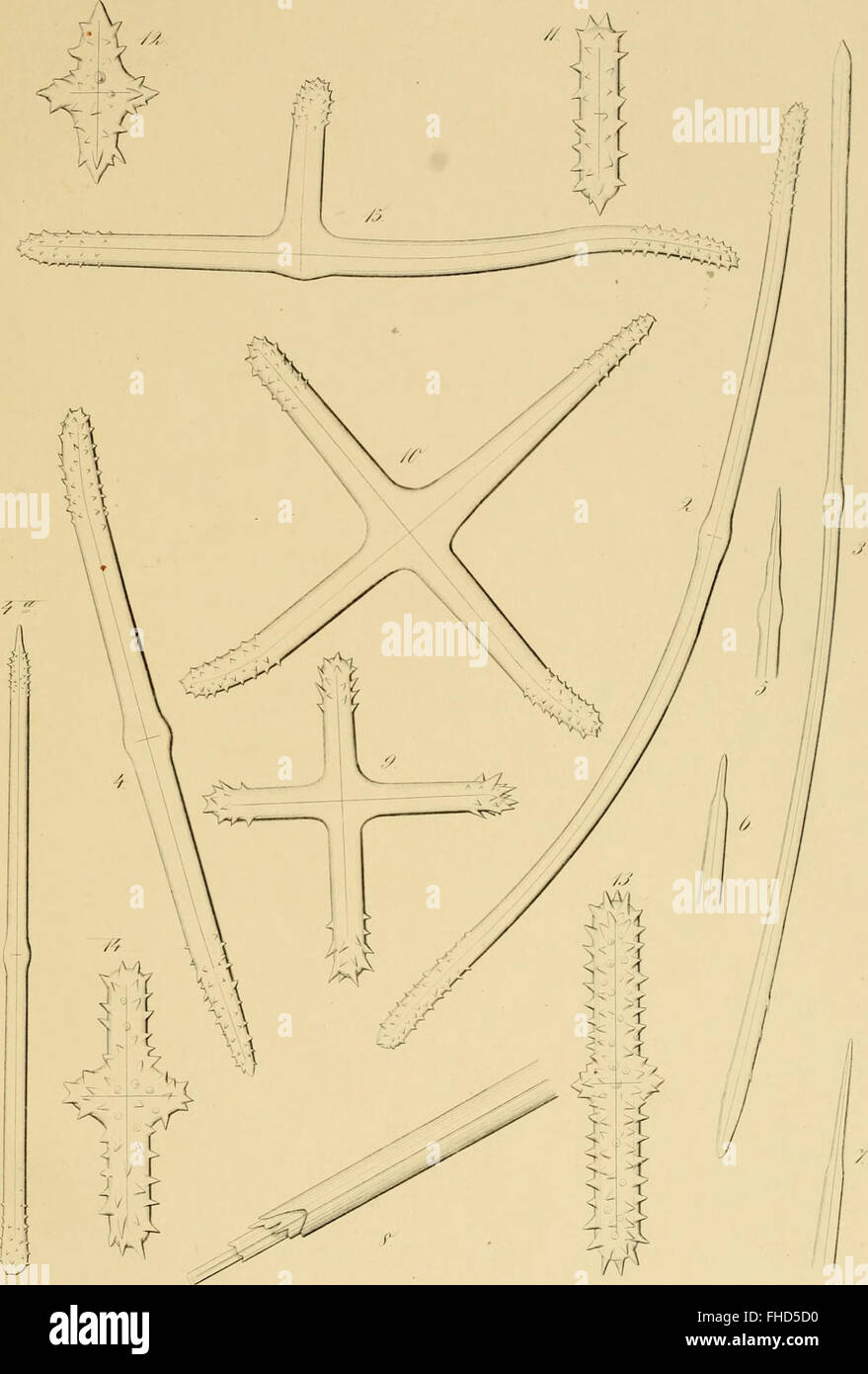 A contribution to the natural history of sponges, specifically focusing ...