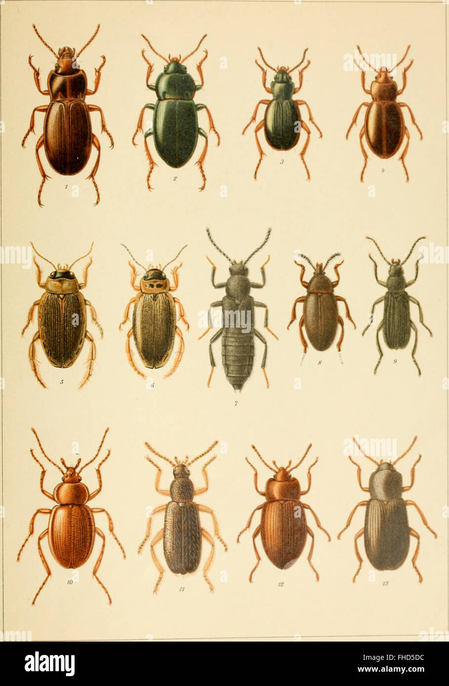 Antarctic wildlife diversity hi-res stock photography and images - Alamy