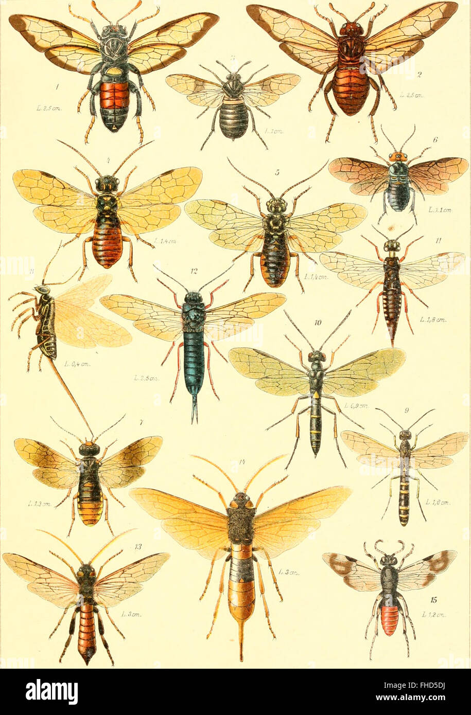 Insects of europe hi-res stock photography and images - Alamy