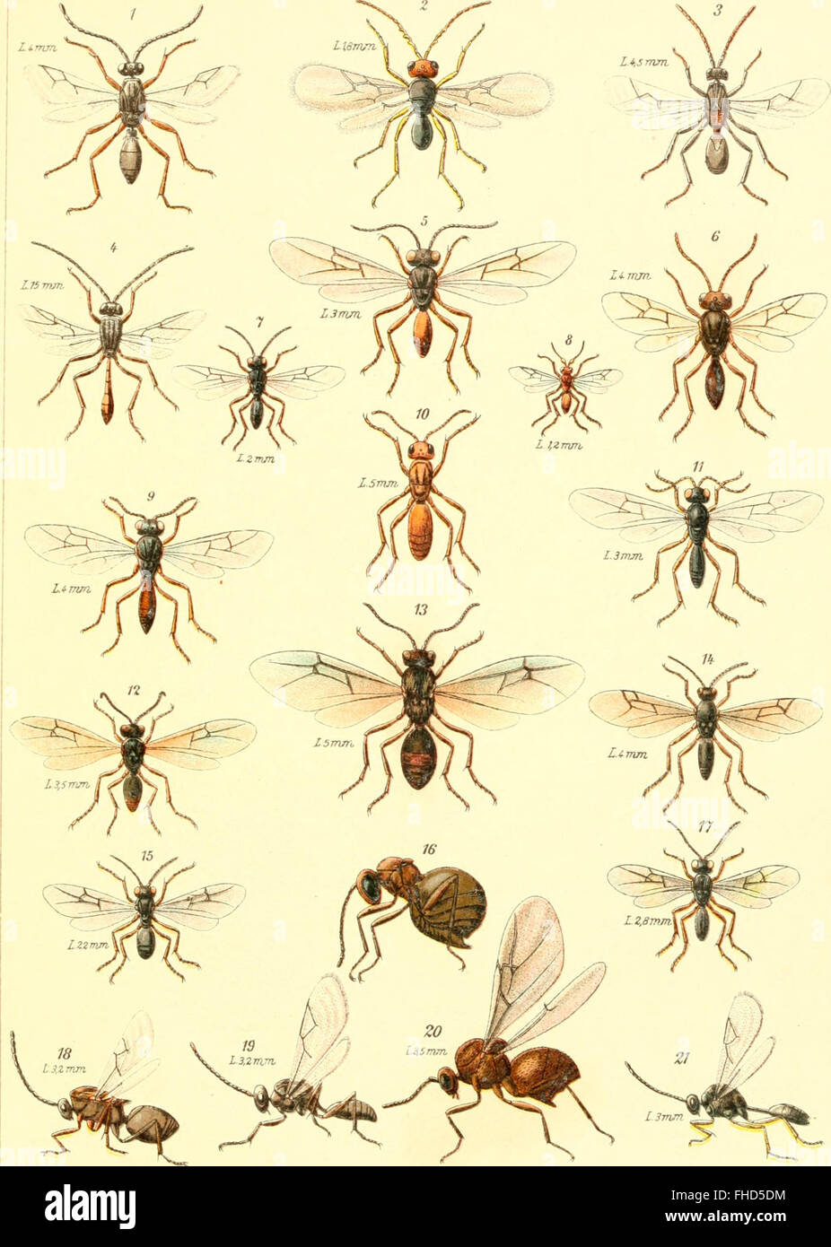 A comprehensive study on the insects of Central Europe, particularly ...