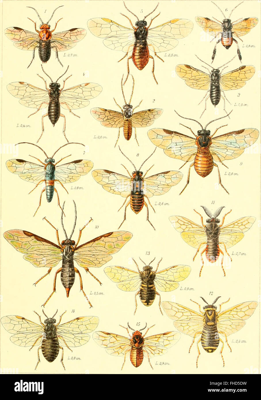 A detailed work covering the insects of Central Europe, particularly ...