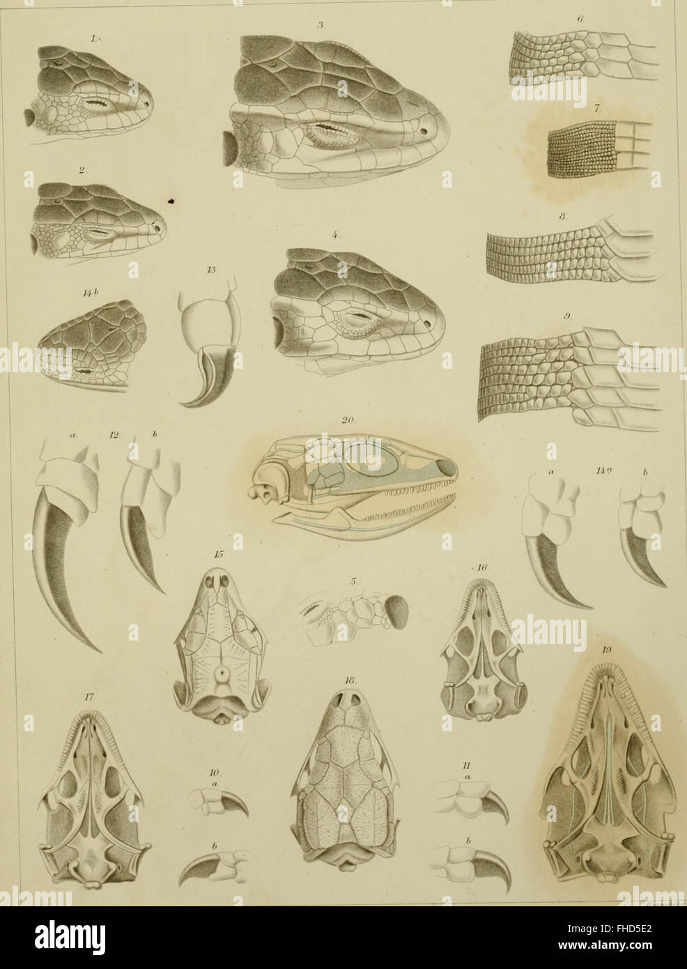 Lebenden hi-res stock photography and images - Alamy