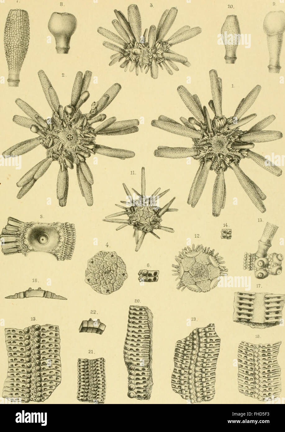 Die Japanischen Seeigel (1887 Stock Photo - Alamy