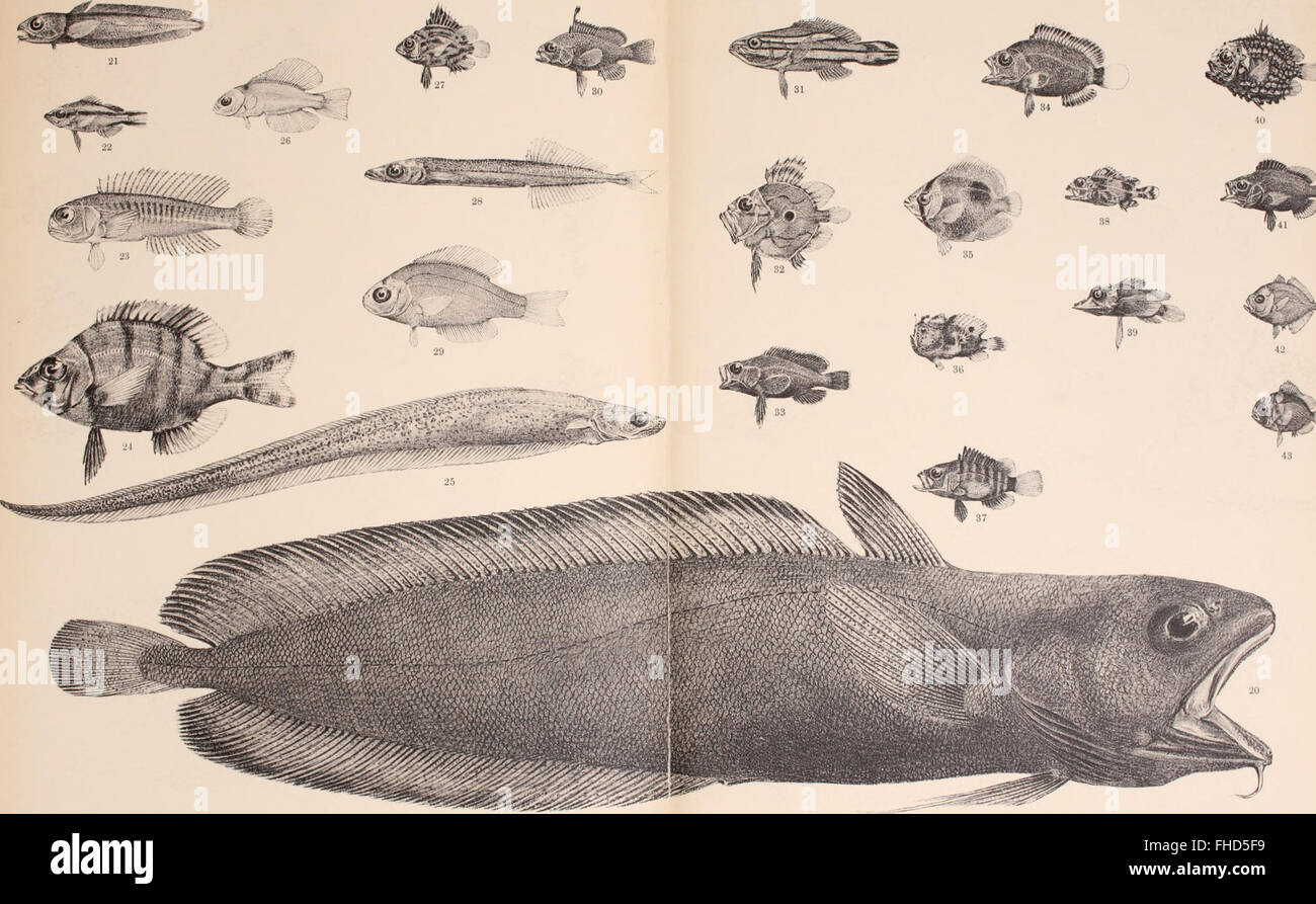 A 1910 German work focusing on the collection of Japanese bony fish ...