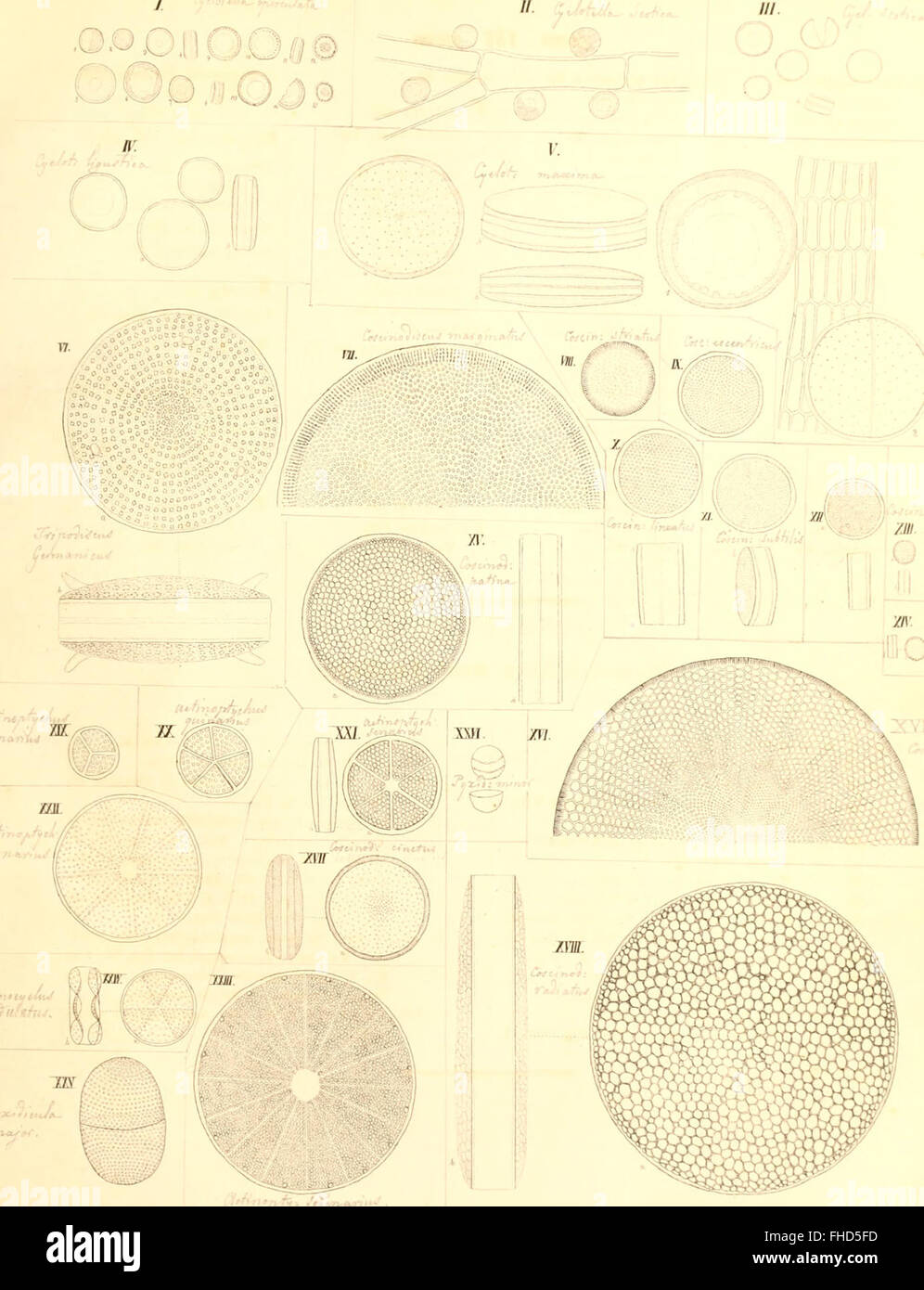 A 1844 work on diatoms, or silica-based algae, detailing their ...