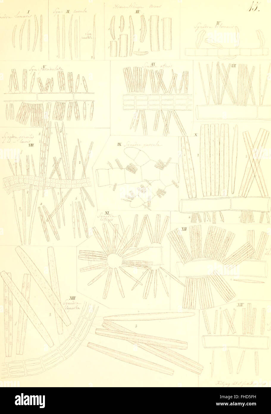 A 1844 study of siliceous diatoms (Bacillariophyceae), examining their ...