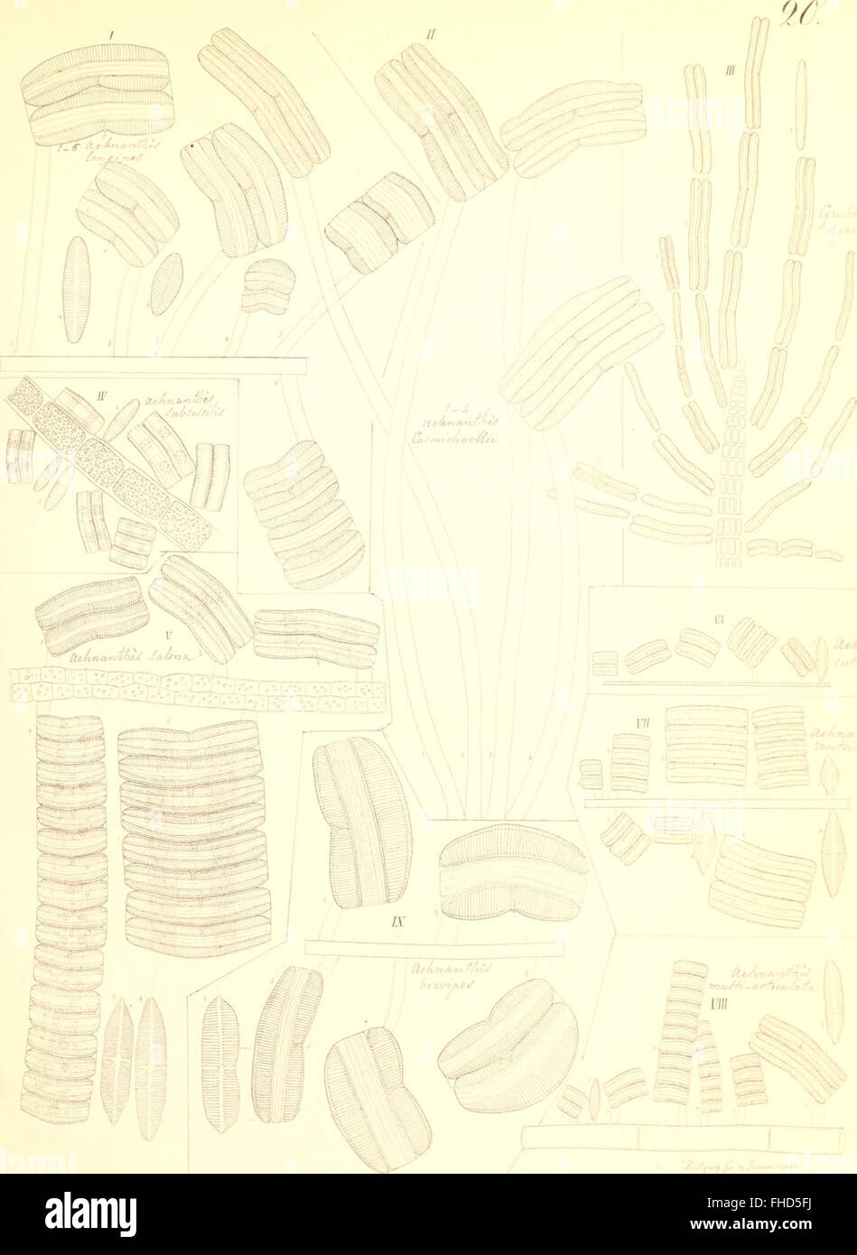 A 1844 study on the siliceous (silica-based) diatoms, a group of algae ...