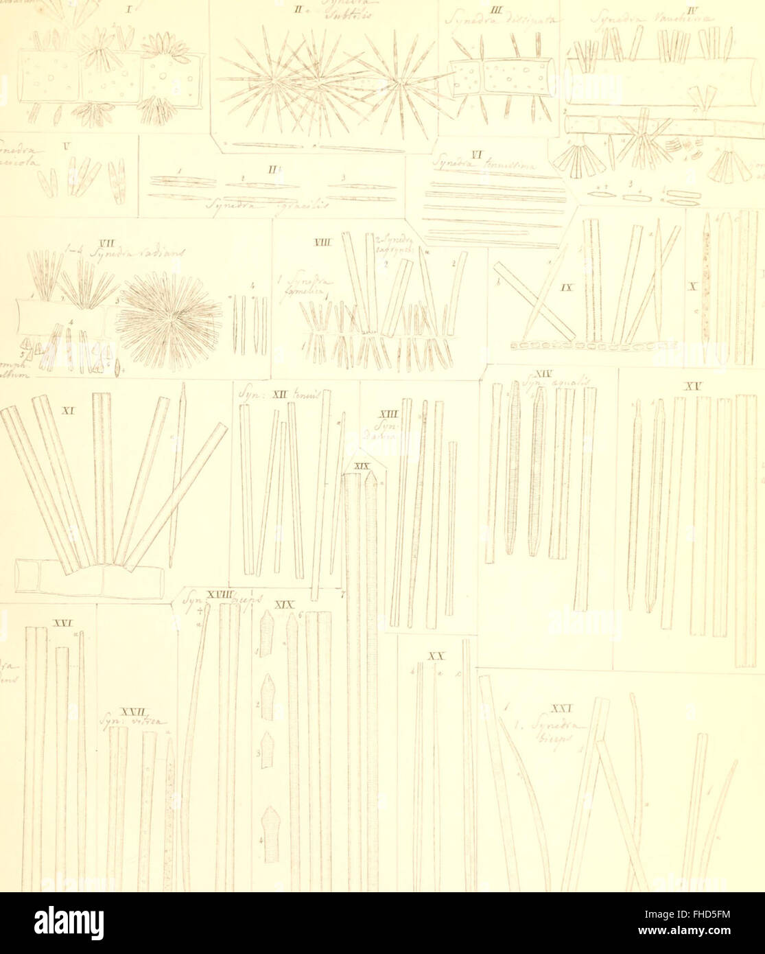 A study from 1844 on diatoms, the silica-covered microscopic algae ...