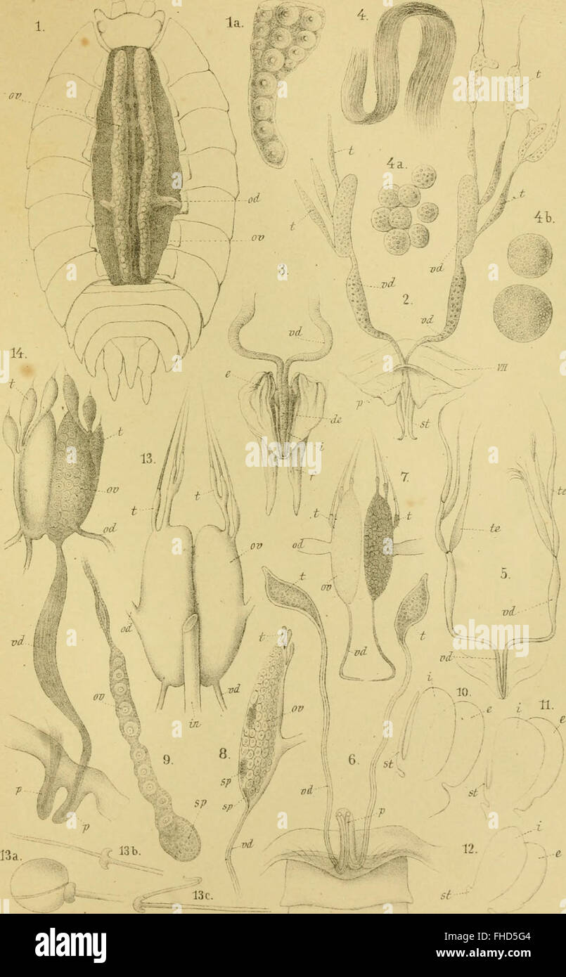 The classes and orders of the arthropods - scientifically presented in ...
