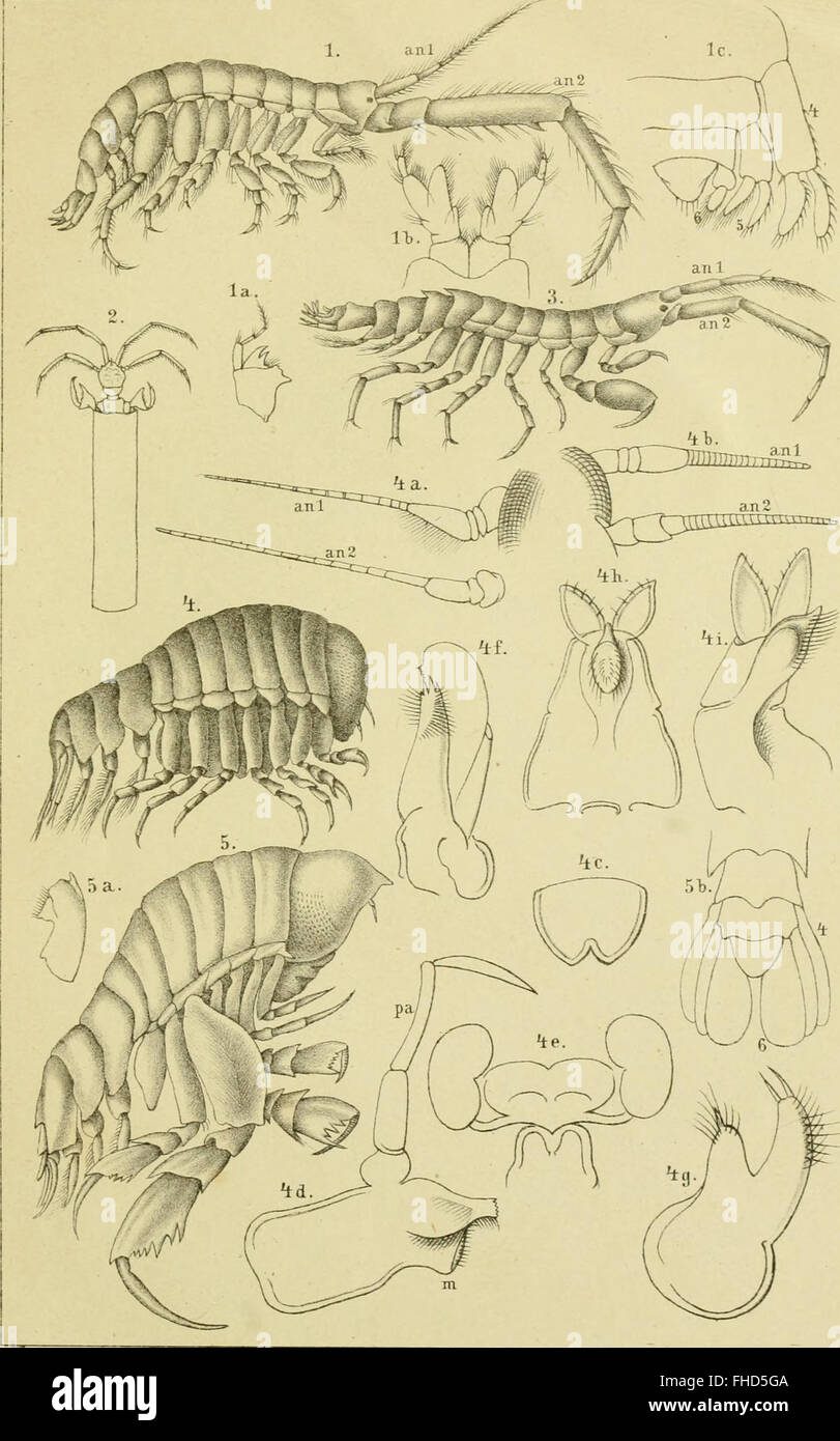 A 1866 scientific work depicting the classes and orders of arthropods ...