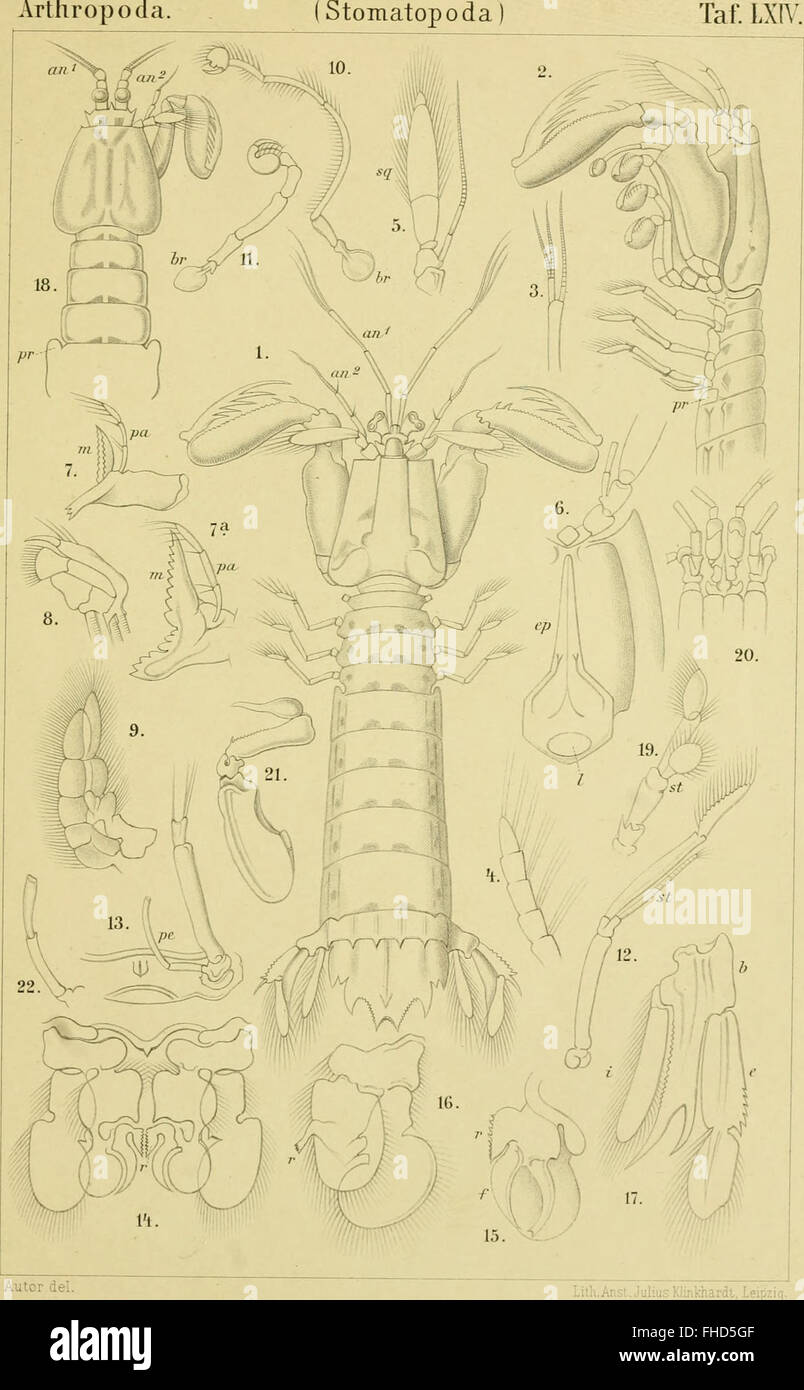 A scientific work from 1866 detailing the classes and orders of ...