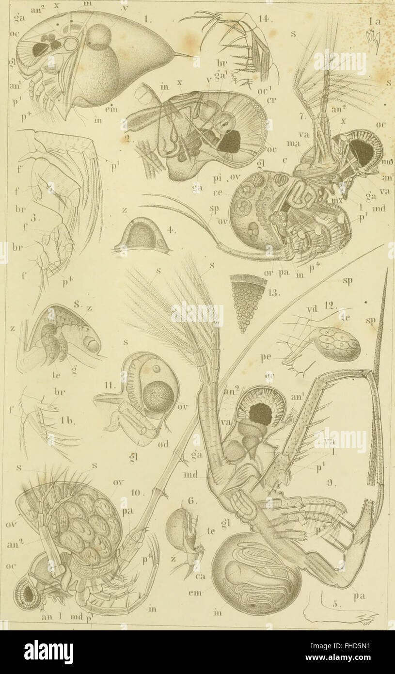 Illustration And Classification Of Arthropods In A Scientific Publication From 1866 Featuring