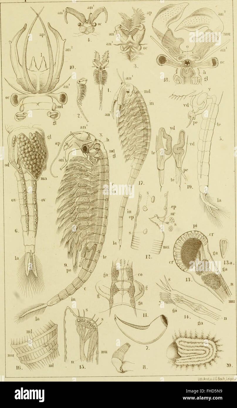 Die Klassen und Ordnungen der Arthropoden, a detailed 1866 study of ...