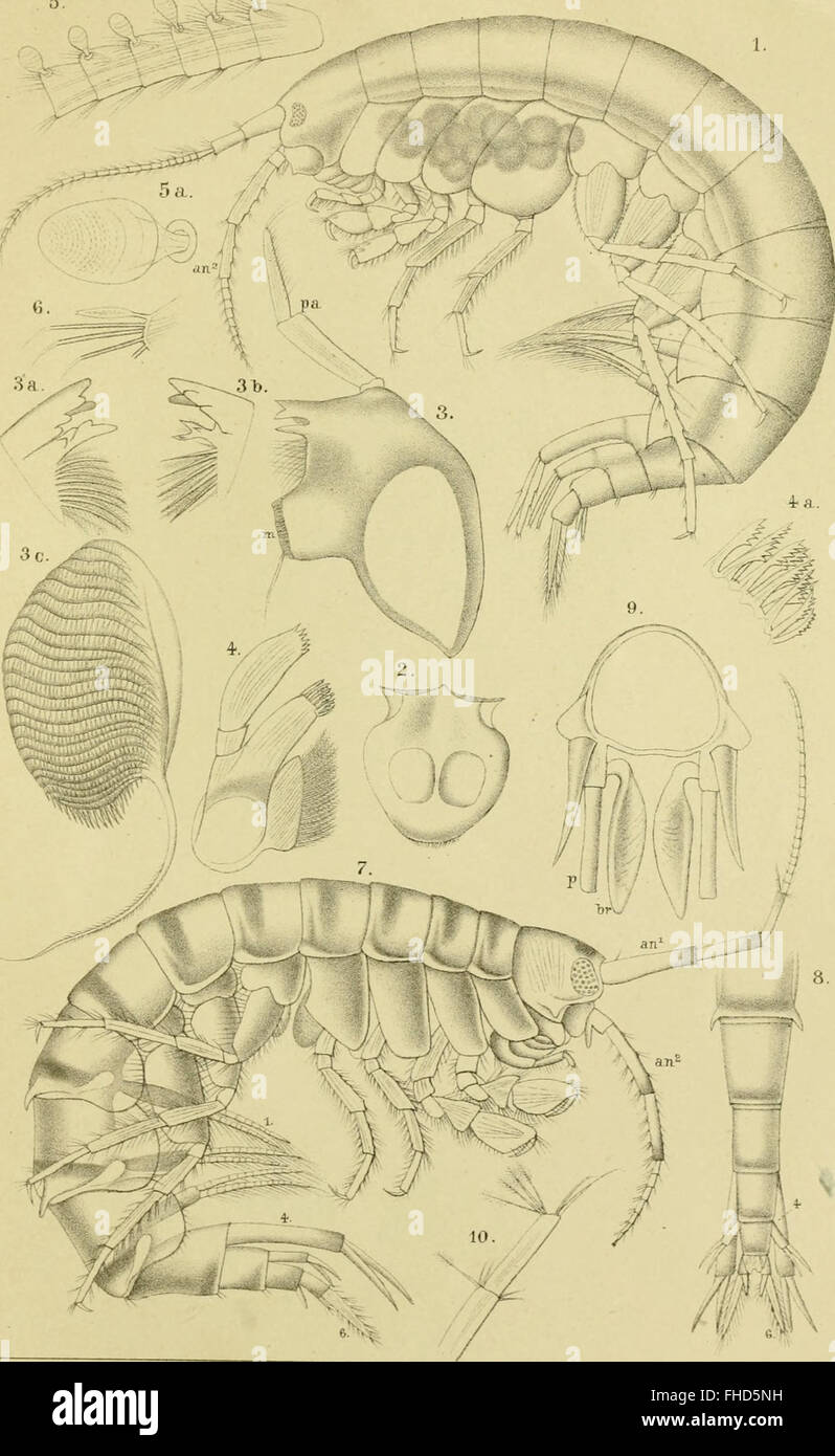 A detailed 1866 work illustrating and describing the various classes ...