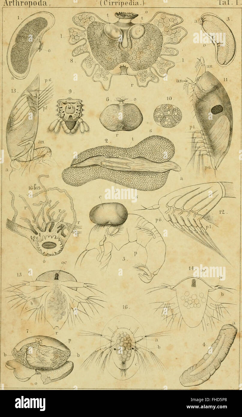 The classes and orders of arthropods, scientifically presented in word ...
