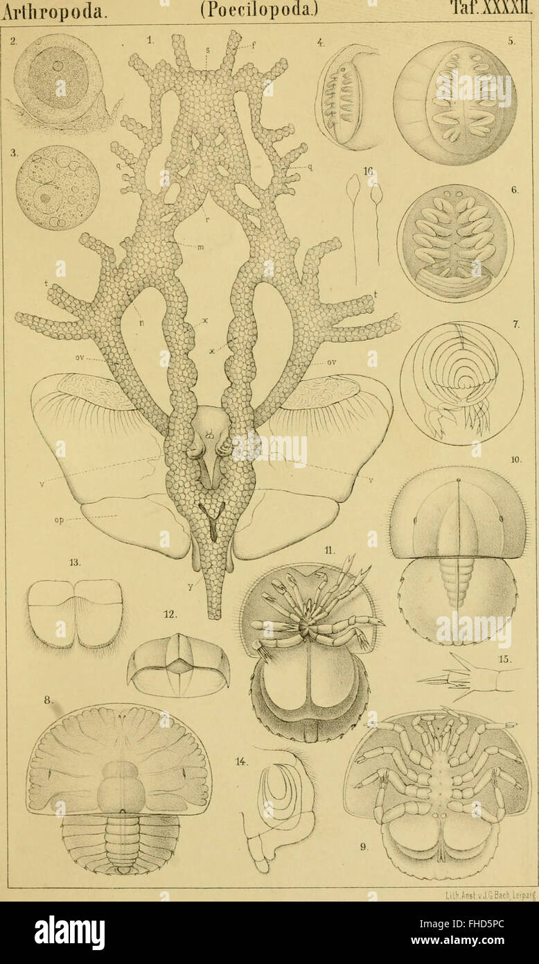 Die Klassen und Ordnungen der Arthropoden - wissenschaftlich ...