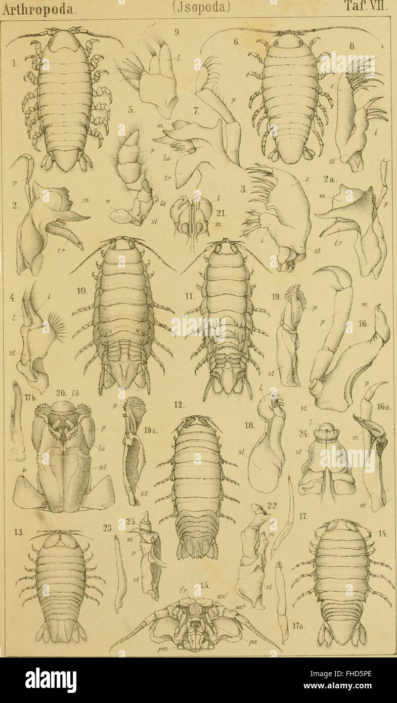 Anatomy of different insect species hi-res stock photography and images ...