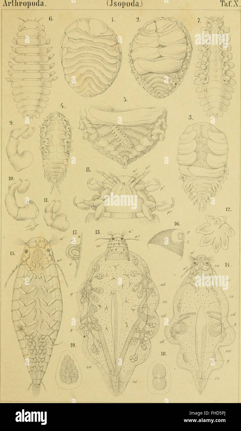 A detailed scientific work from 1866, illustrating the classification ...